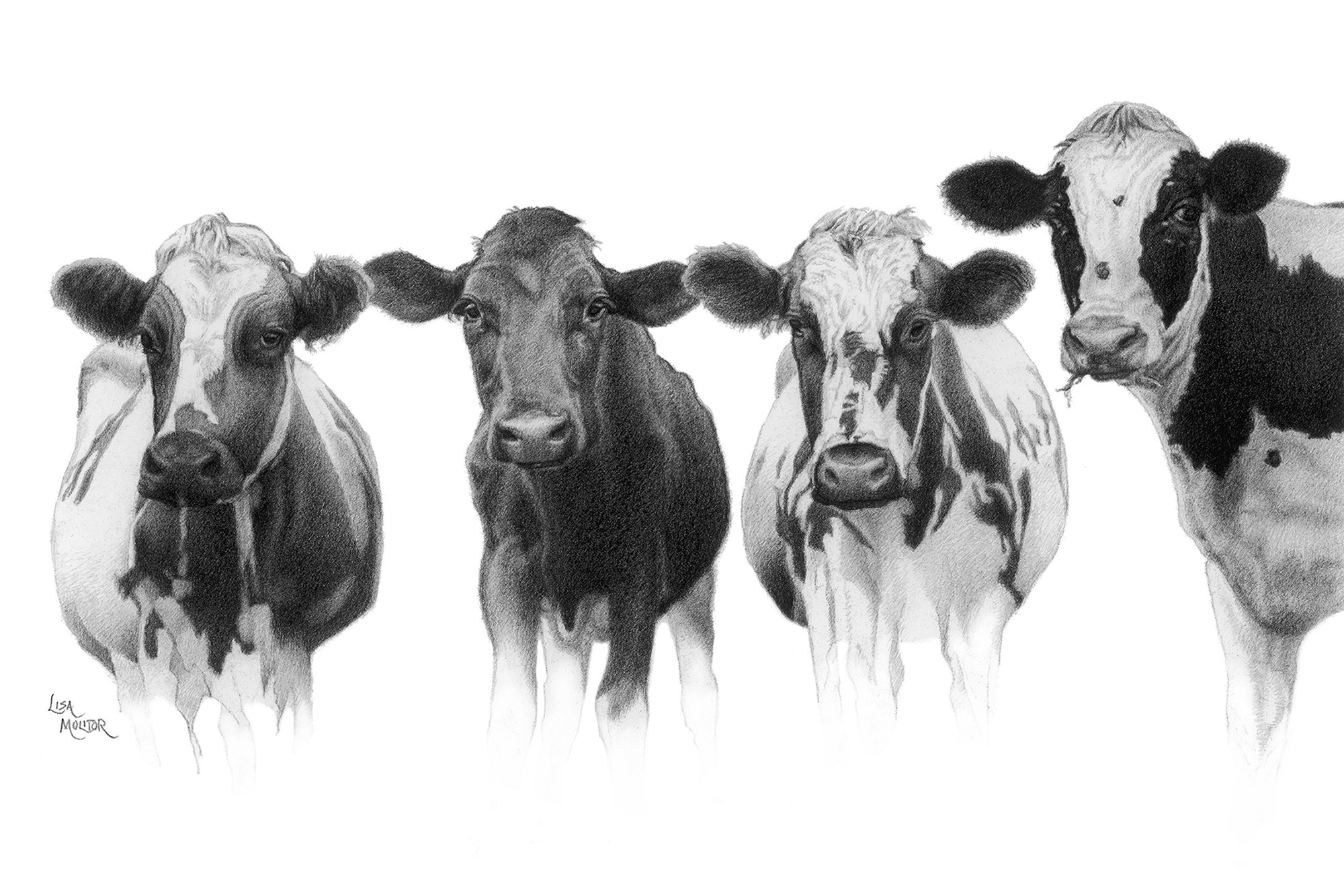 Cow Drawing, Canvas Wrapped Print, Holstein Cows, Cow Art Print, Ready ...