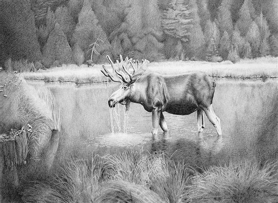 Moose Drawing, Moose Print, Moose Illustration, Moose Wall Art, Moose ...