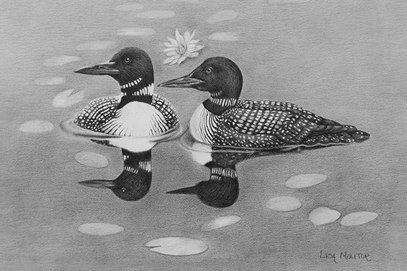 Loon Drawing, Loon Print, Bird Drawing, Loon Illustration, Loon Wall ...