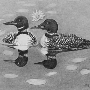 Loon Drawing, Loon Print, Bird Drawing, Loon Illustration, Loon Wall ...