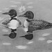 Loon Drawing, Loon Print, Bird Drawing, Loon Illustration, Loon Wall ...
