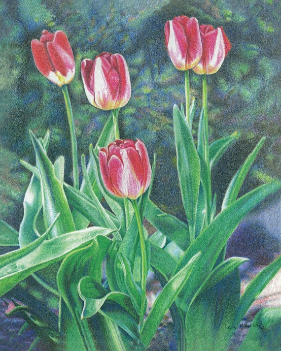 Tulip Flower Drawing Tulip Colored Pencil Tulip Art Print - Etsy