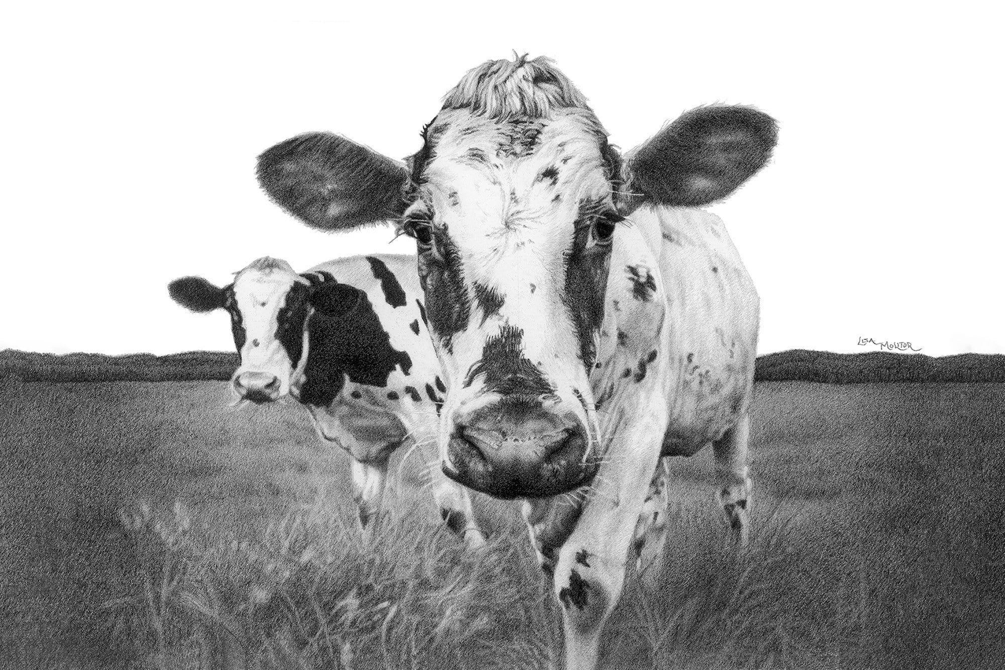 Holstein Dairy Cow Drawing