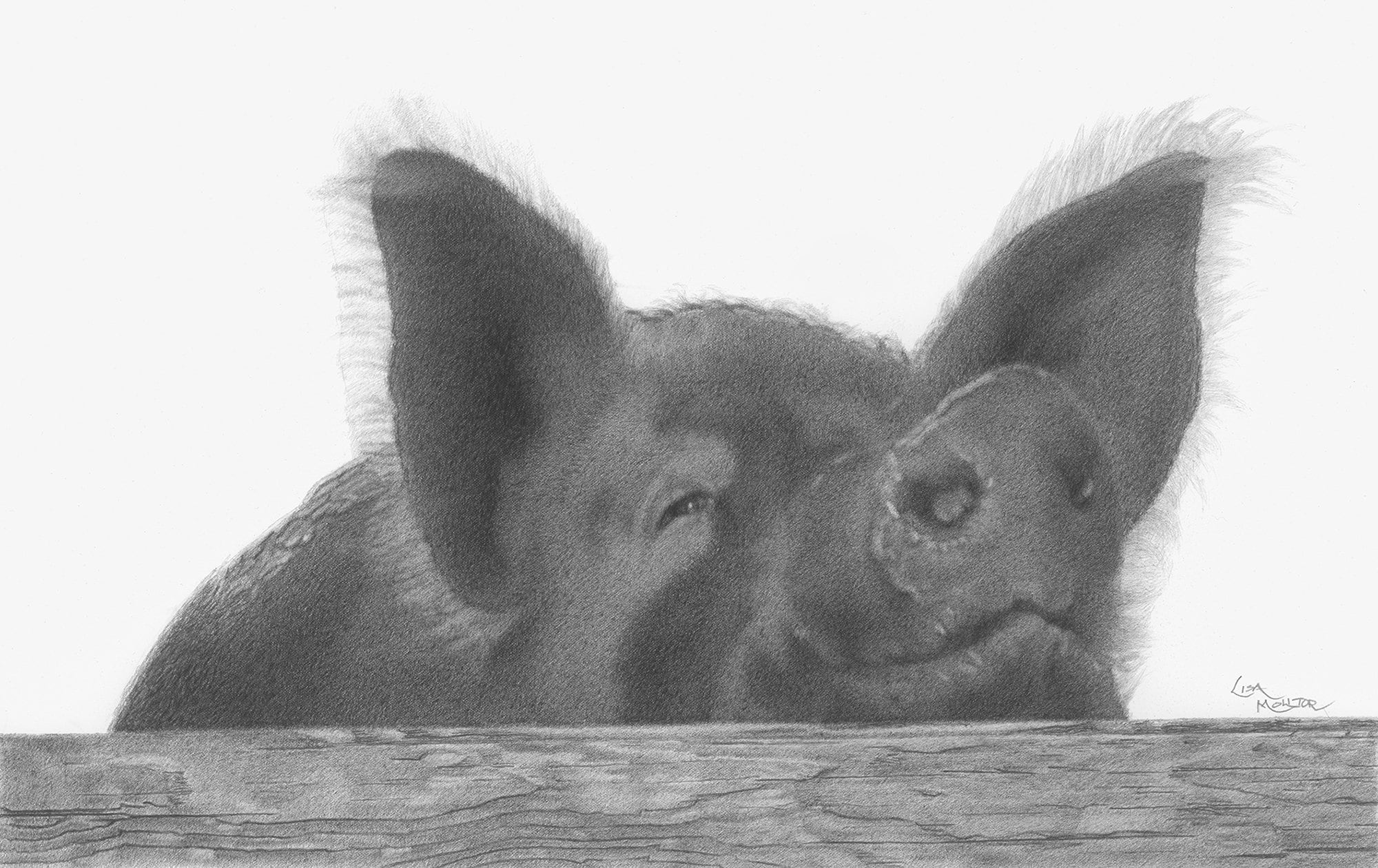 Pig Pencil Drawing, Pig Print, Pig Art, Farm Animal Art, Cute Pig Art ...