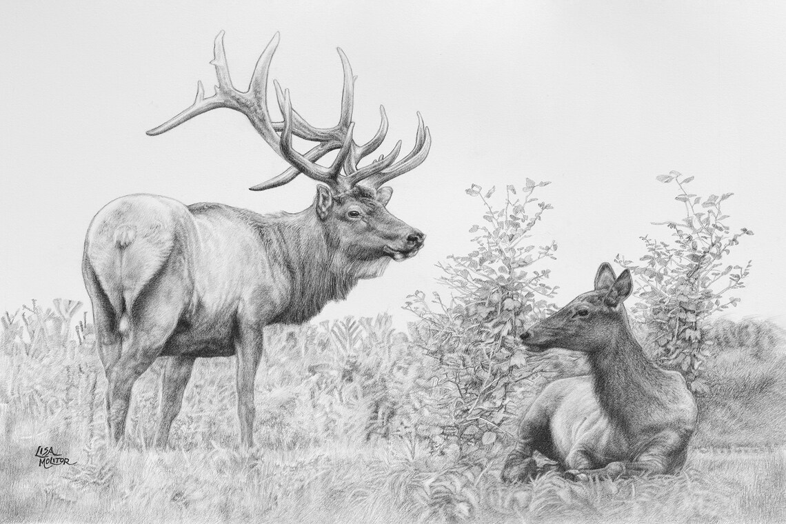 Elk Drawing, Elk Print, Elk Art, Elk, Elk Picture, Bull Elk and Cow ...