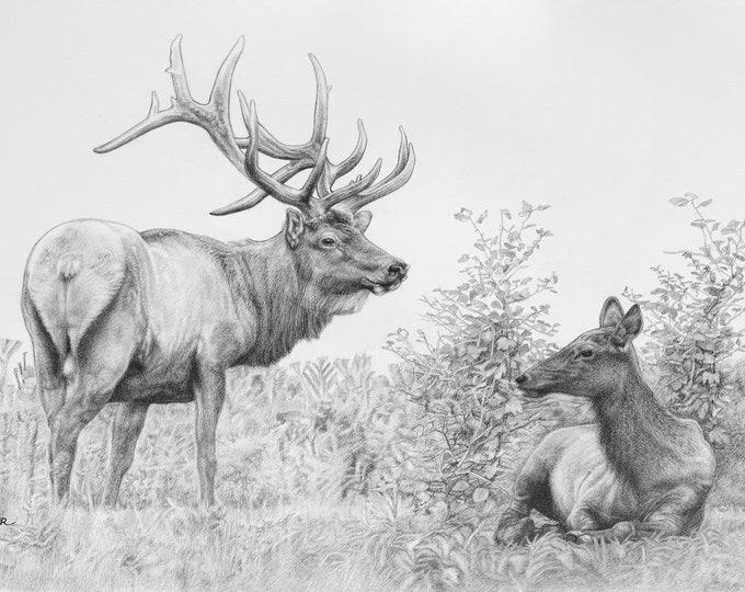 Elk Drawing, Elk Print, Elk Art, Elk, Elk Picture, Bull Elk and Cow ...