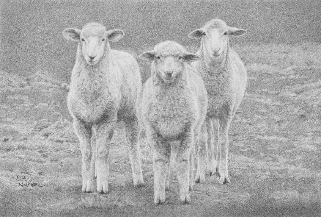 Sheep Drawing, Sheep Print, Sheep Illustration, Farmer Gift, Sheep Wall ...