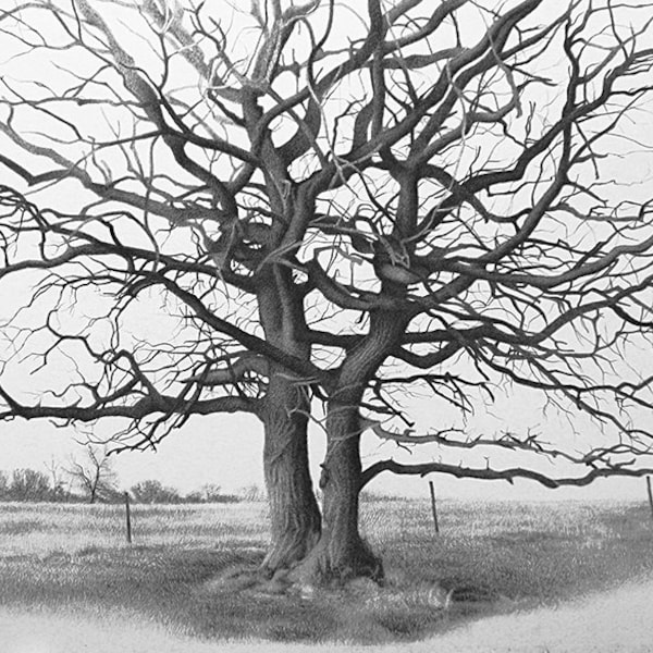 Live Oak Tree Drawing - Etsy