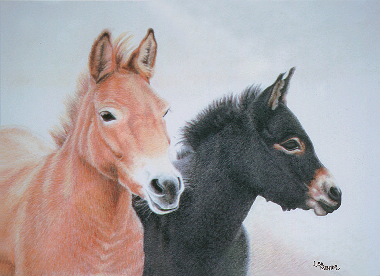 Dibujo a lápiz de mula, Impresión de arte de mula, Dibujo de lápiz de ...