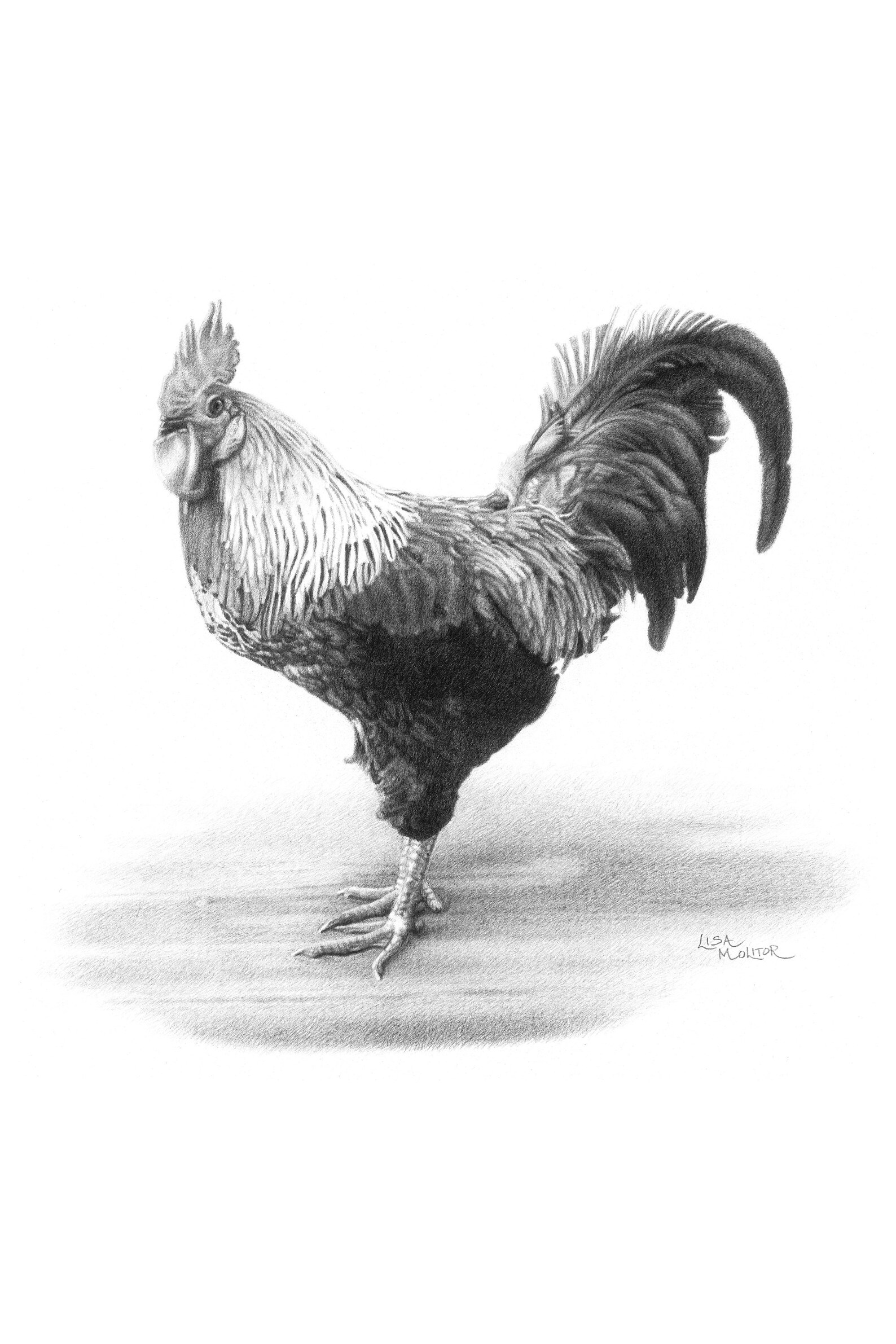 Rooster Pencil Drawing Print, Rooster Art Print, Farm Animal Drawing ...