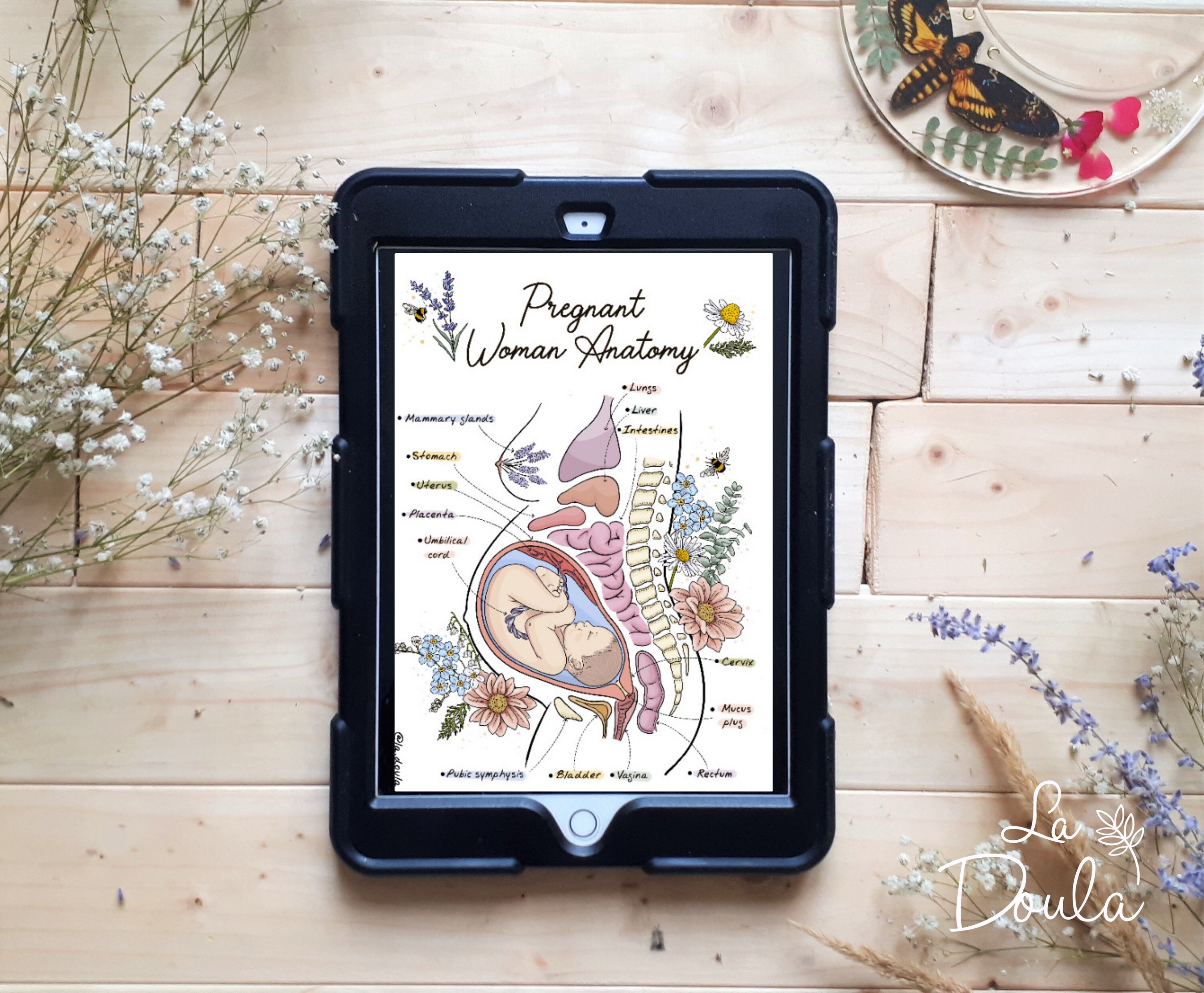 DIGITAL/ ENGLISH/Color Version Pregnant woman anatomy / | Etsy