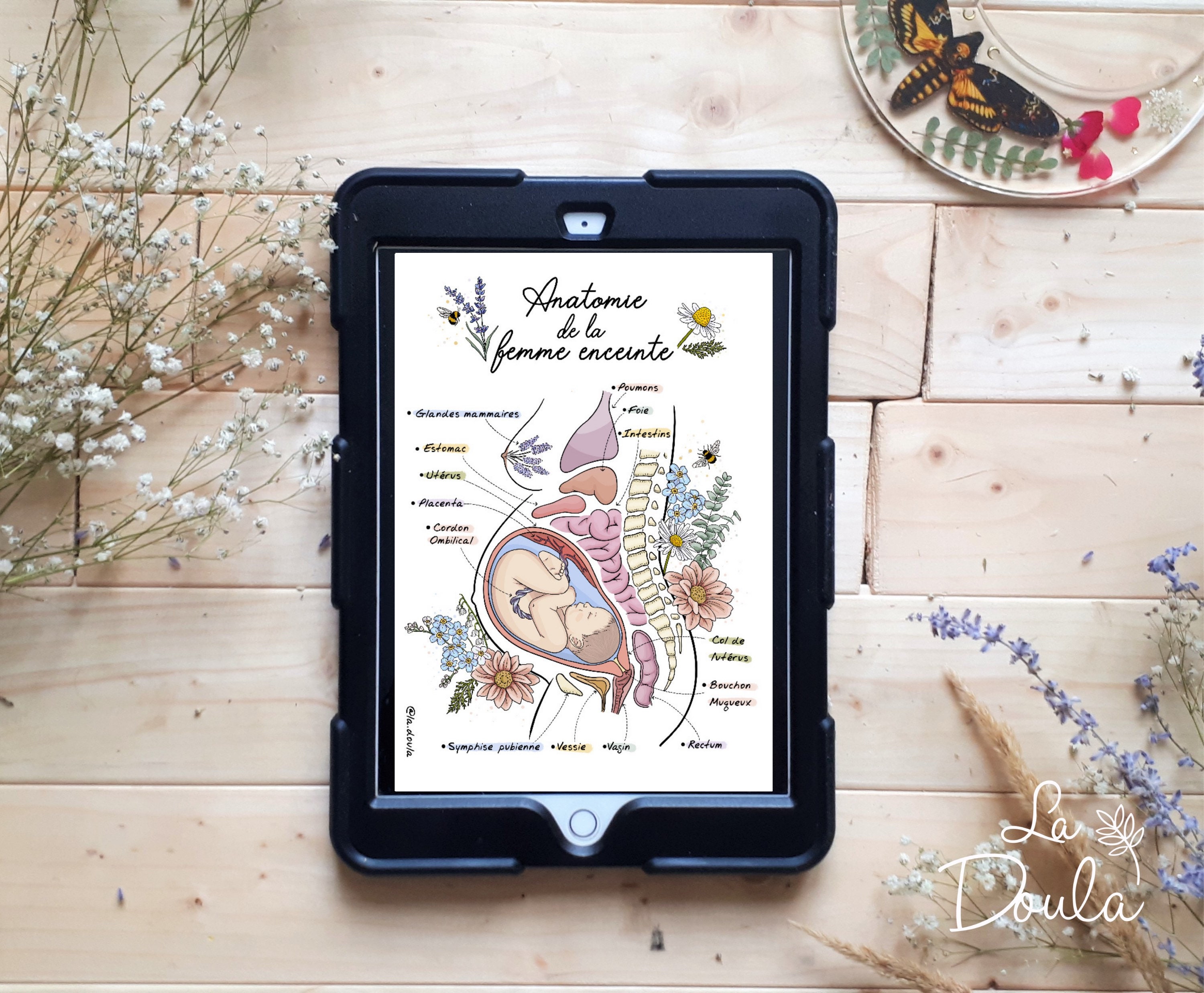 ANATOMIE FEMME ENCEINTE; Numérique /illustration; naissance; grossesse ...