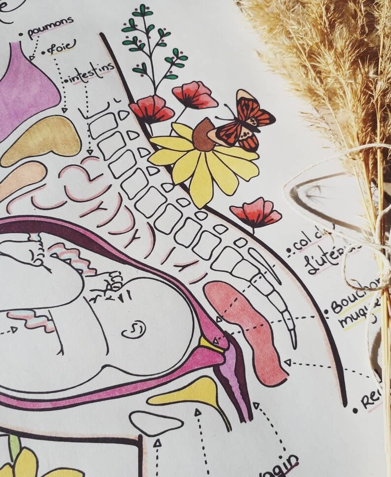 NUMÉRIQUE/ VERSION COULEUR Anatomie femme enceinte | Etsy