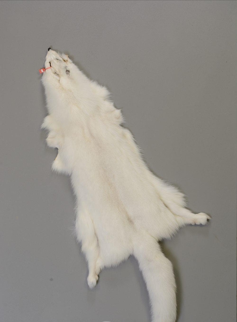 FULL FOX SKIN Top Quality Real Fox Fur Collars, Various Colors ...