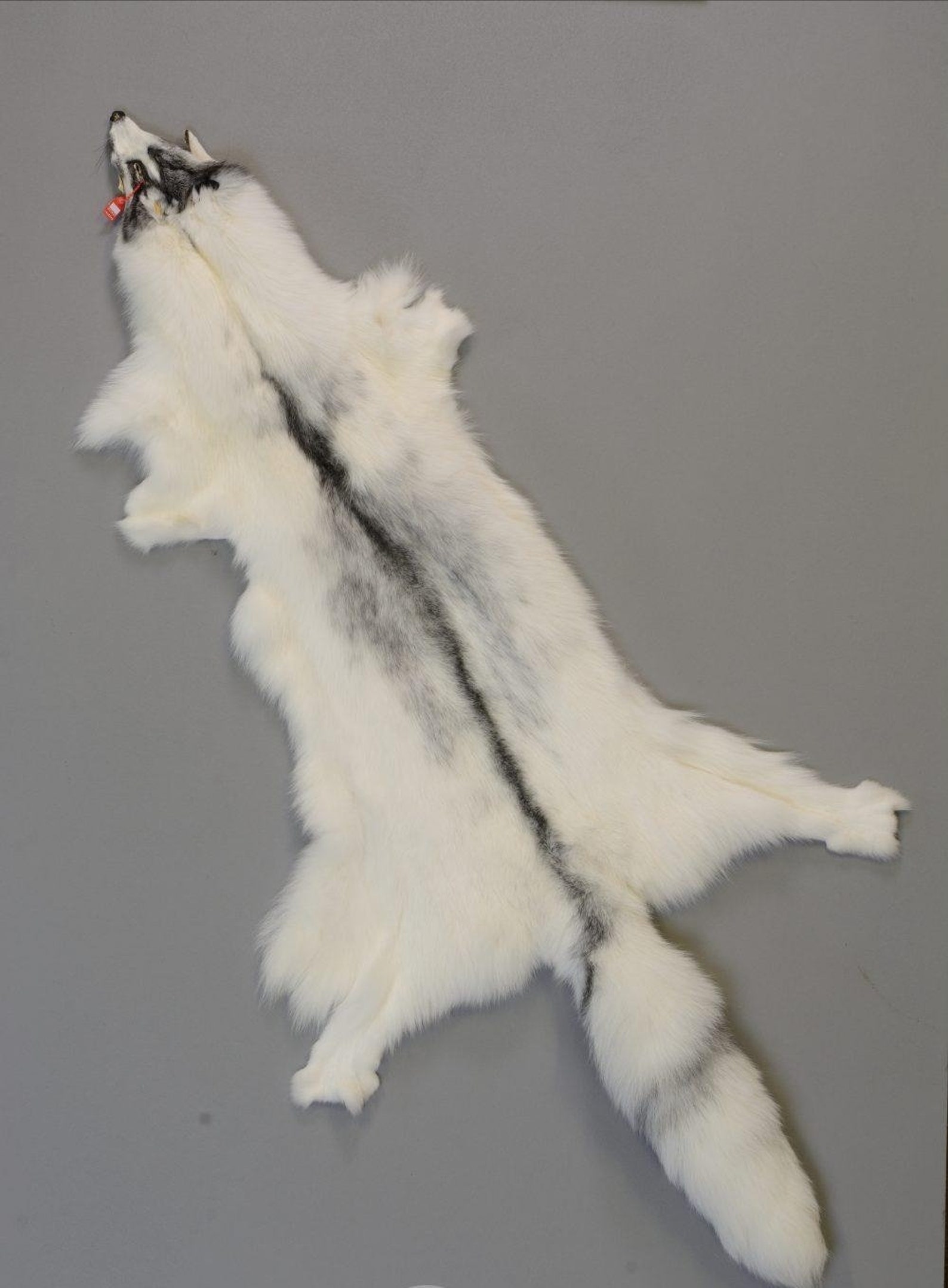 FULL FOX SKIN Top Quality Real Fox Fur Collars, Various Colors ...