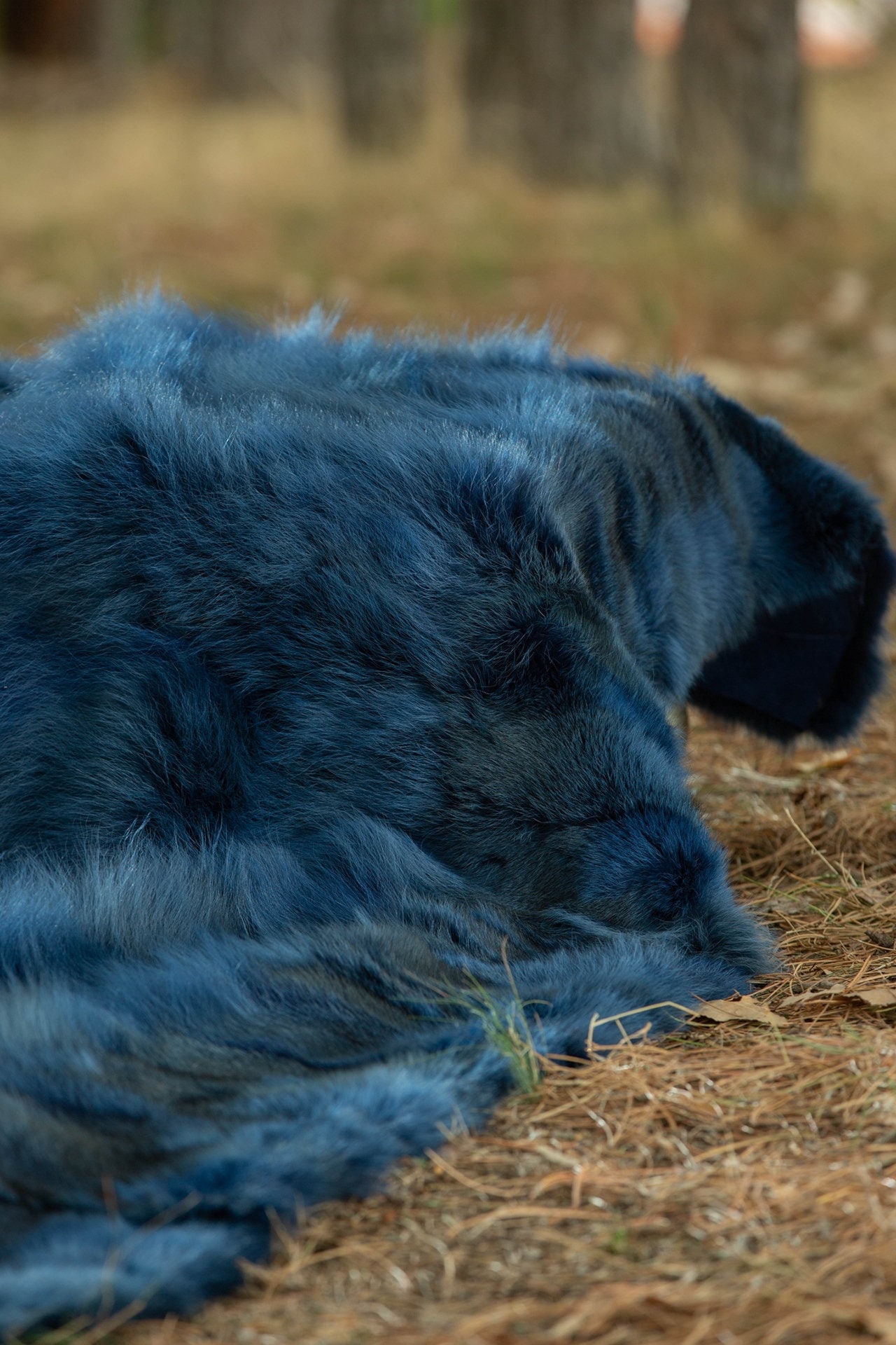 Real COYOTE Fur Throw Fur Warmer Fur Comforter Fur Rug - Etsy