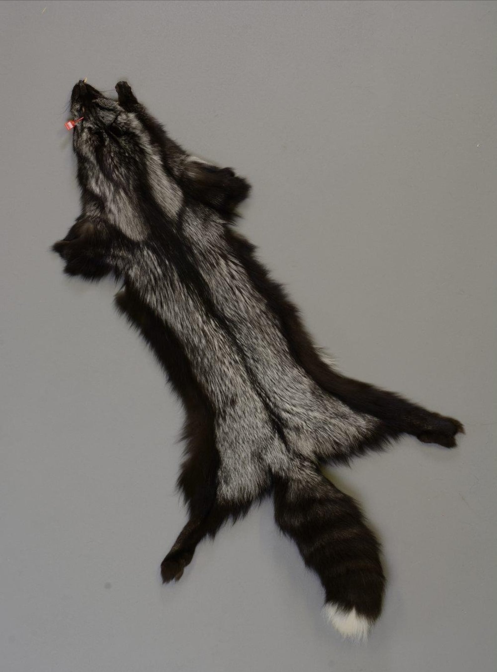 REAL GOLD FOX Fur Throw/blanket,full Skin Fox Blanket, Luxury Cashmere ...