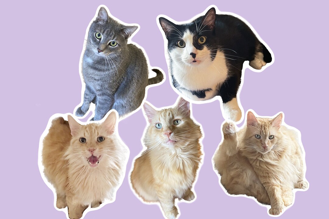 6 Custom Pet Vinyl Stickers , Personalized Stickers , Waterproof ...