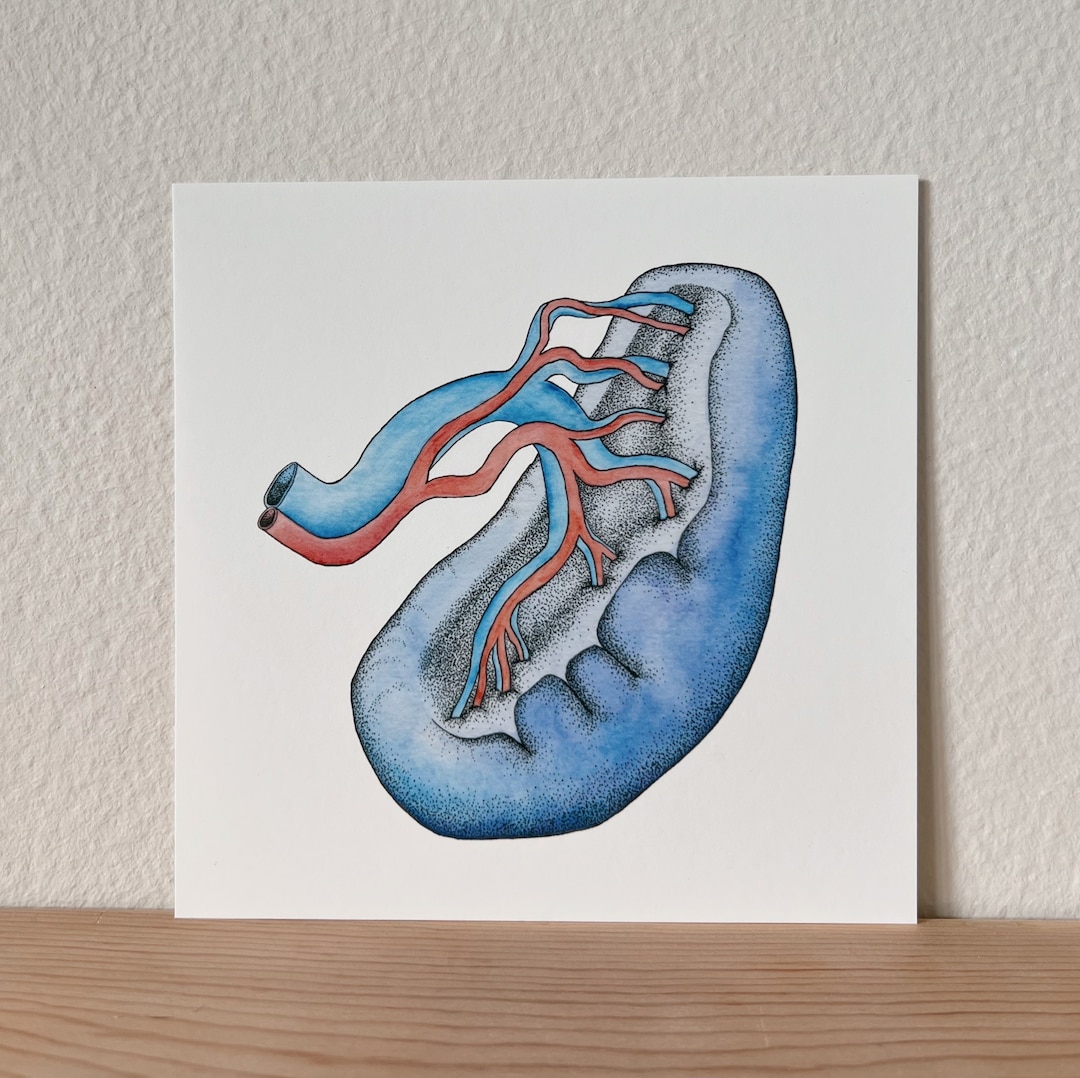 Spleen Anatomical Print - Watercolor Anatomy Art - Medical Gift - Etsy