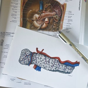 Pancreas Anatomy Drawing - Diabetes Art - Endocrinology Art - Medical ...