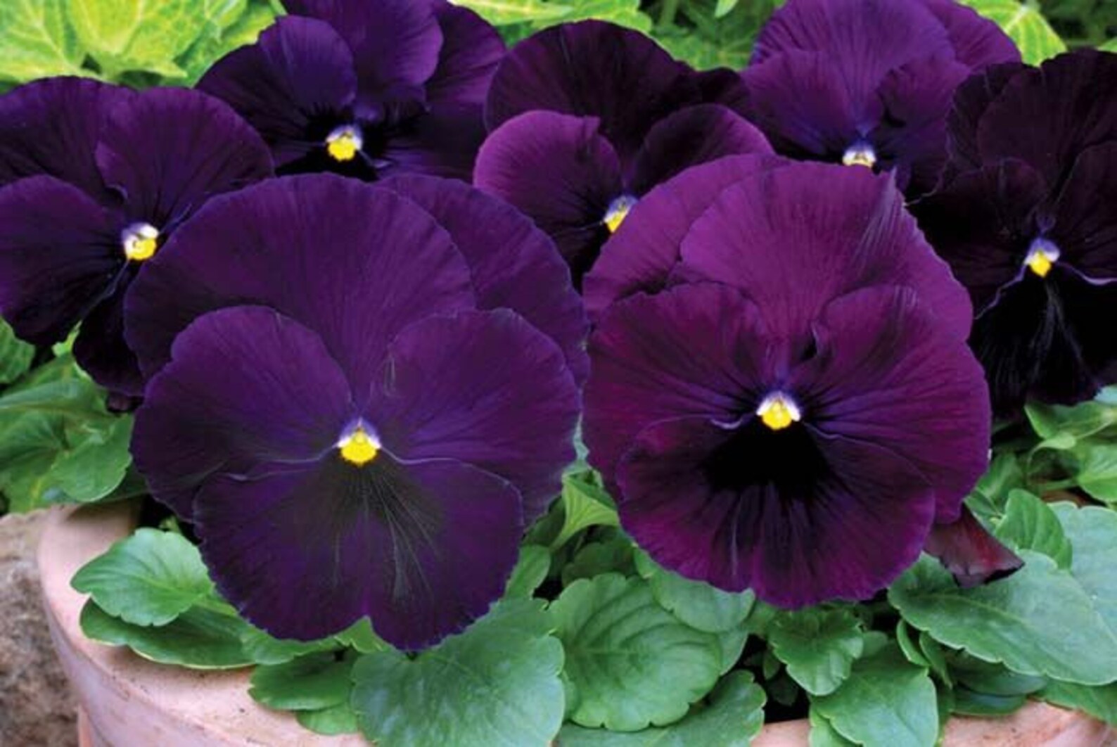 Pansy Spring Matrix Purple Organic Live plant see description | Etsy