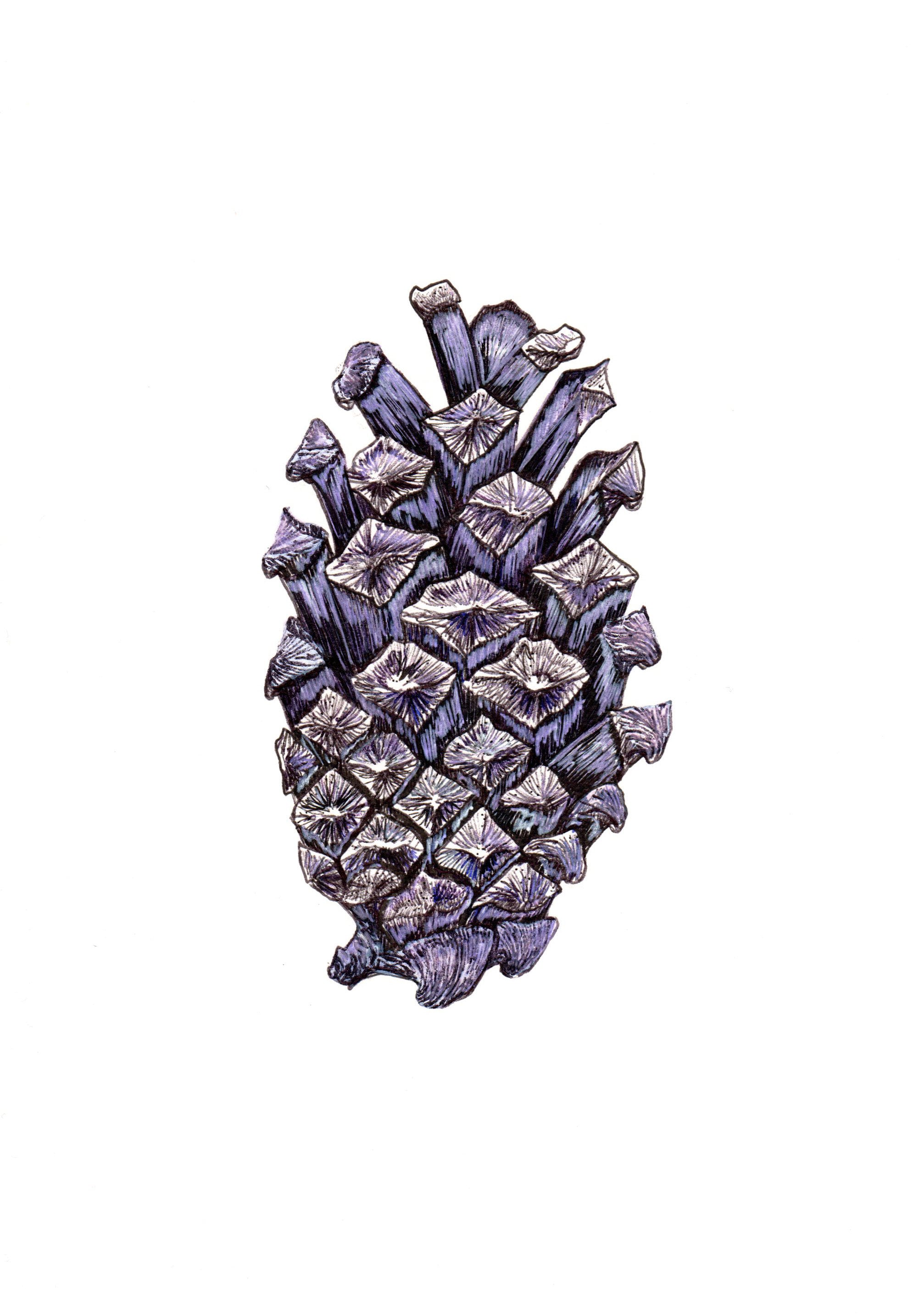 Pine Cone Illustration II Botanical Drawing A5 Giclée Print - Etsy