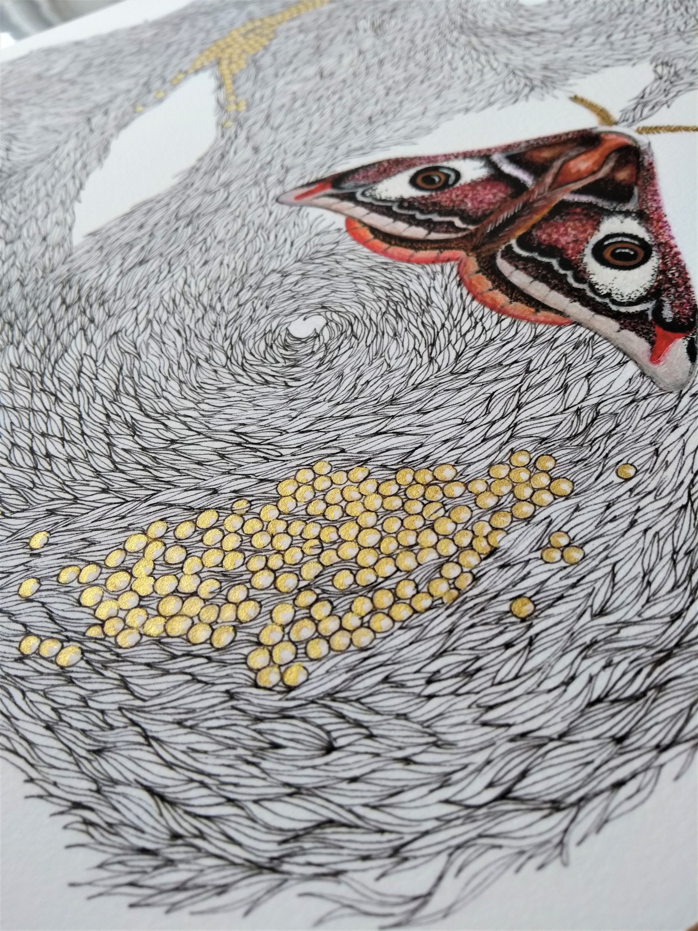 Emperor Moth Insect Illustration A3 Giclée Print - Etsy