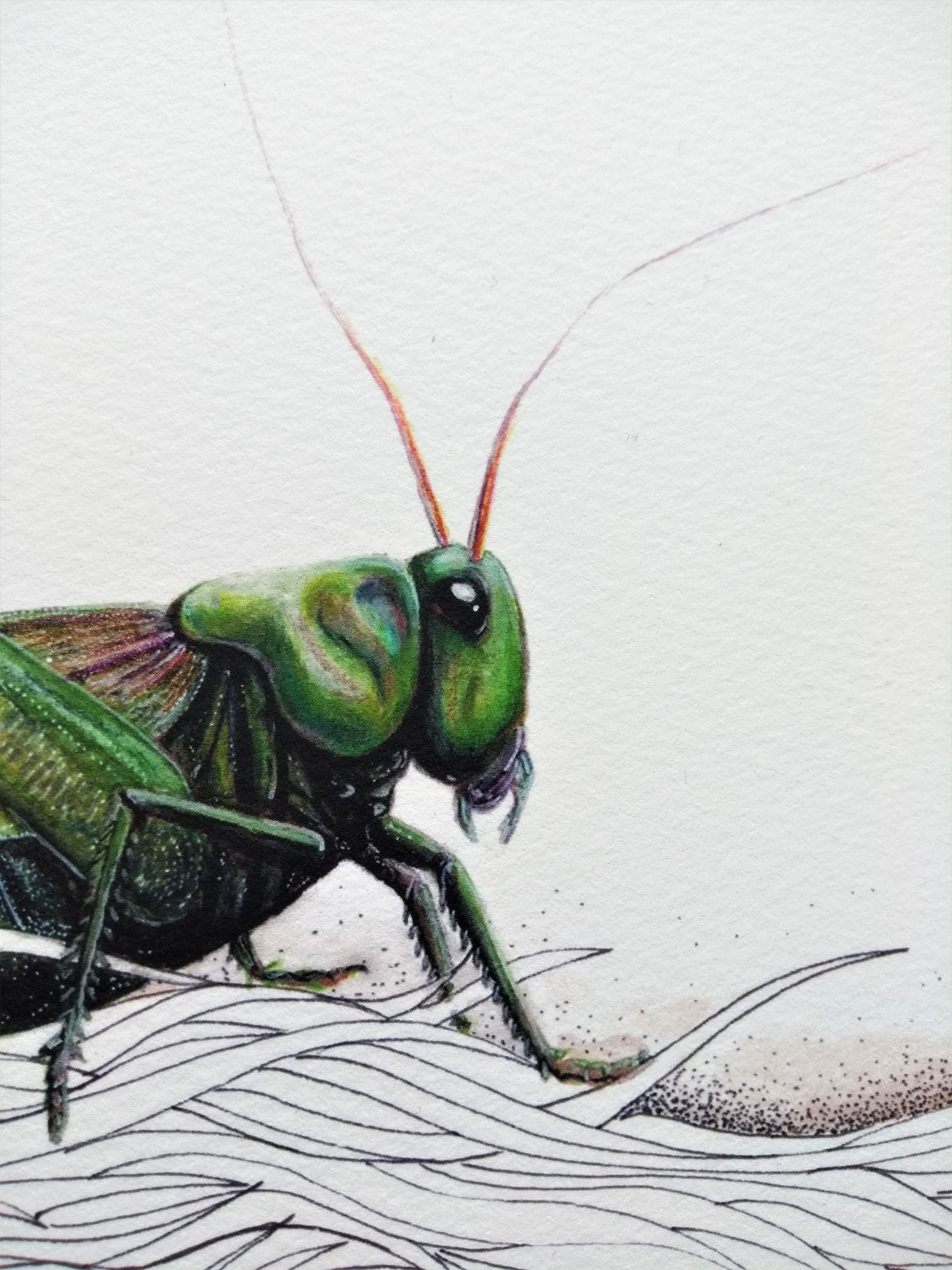 Wart-biter Cricket Insect Illustration A2 Giclée Print | Etsy