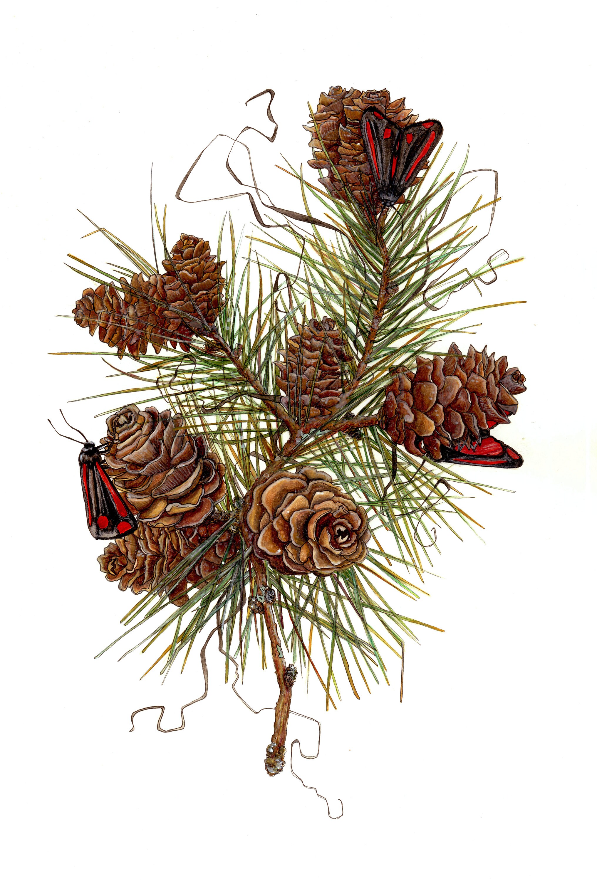 Cinnabar Moth - Insect Illustration - A3 Giclée Print - Etsy