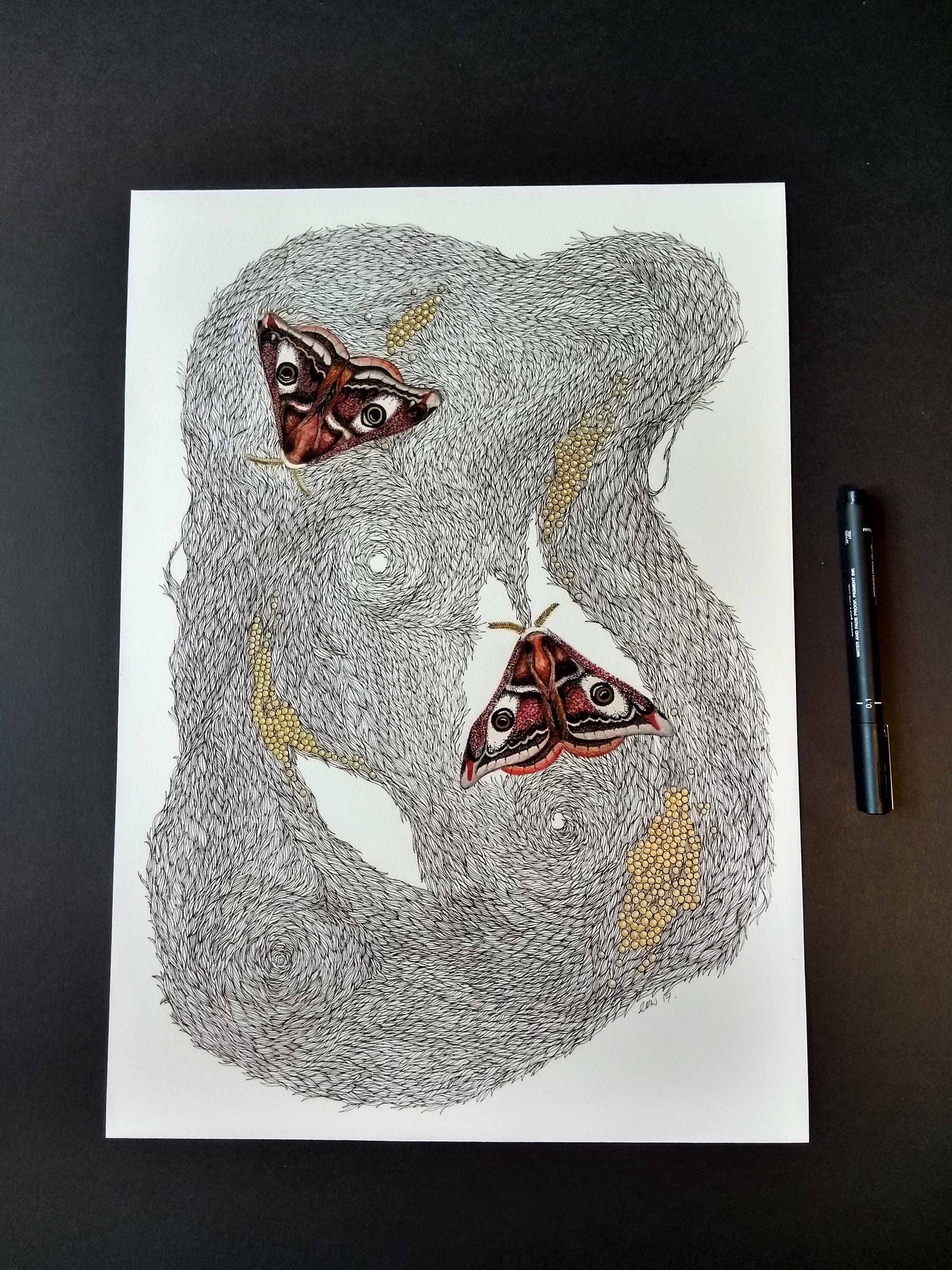 Emperor Moth Insect Illustration A3 Giclée Print - Etsy