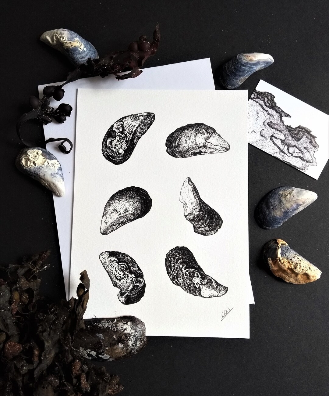 Mussel Shells - Stippled Illustration - A5 Giclee Print - Etsy