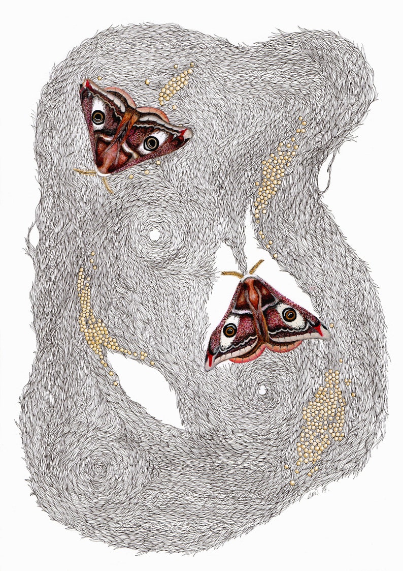 Emperor Moth Insect Illustration A3 Giclée Print - Etsy