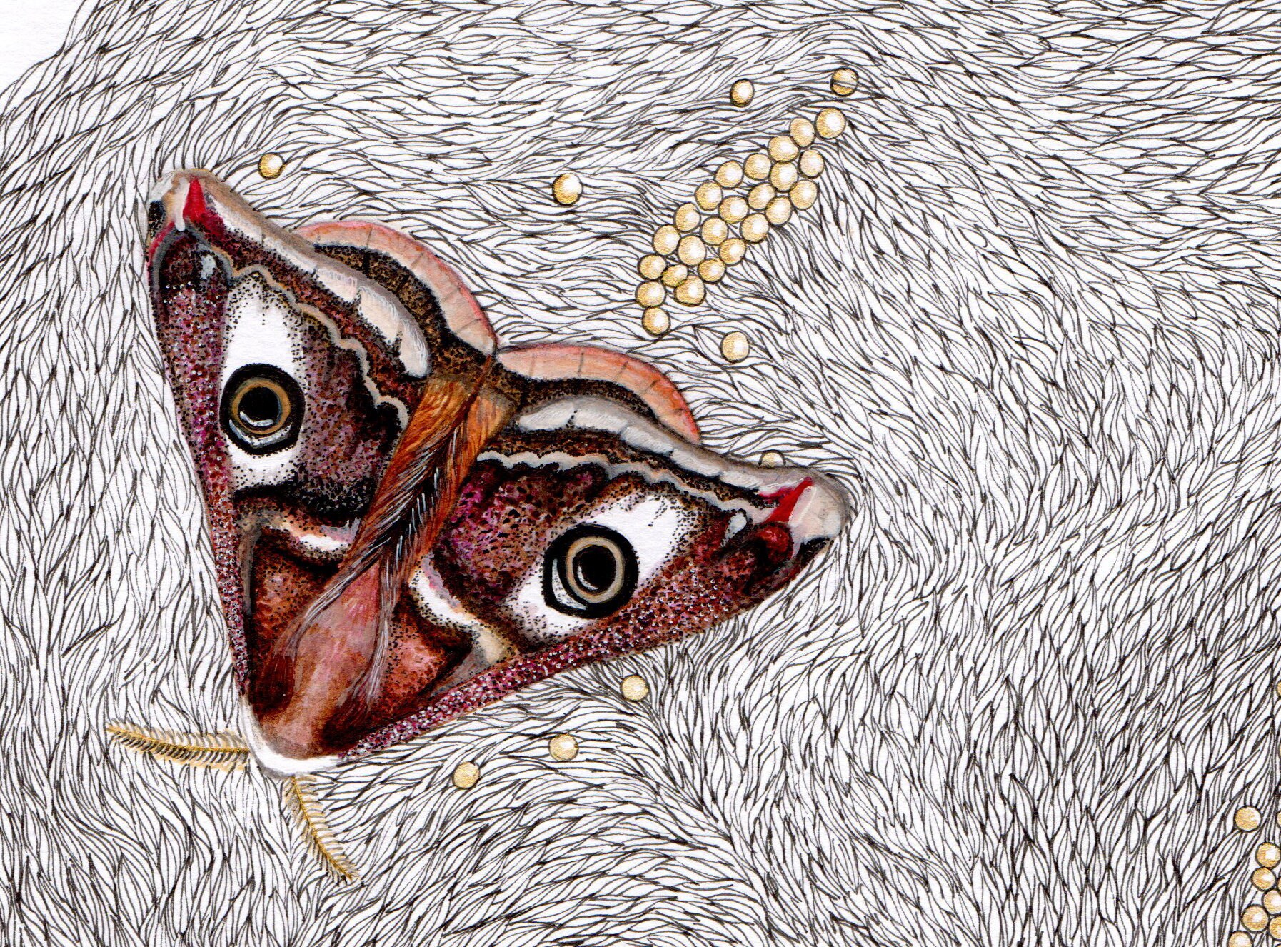 Emperor Moth Insect Illustration A3 Giclée Print - Etsy