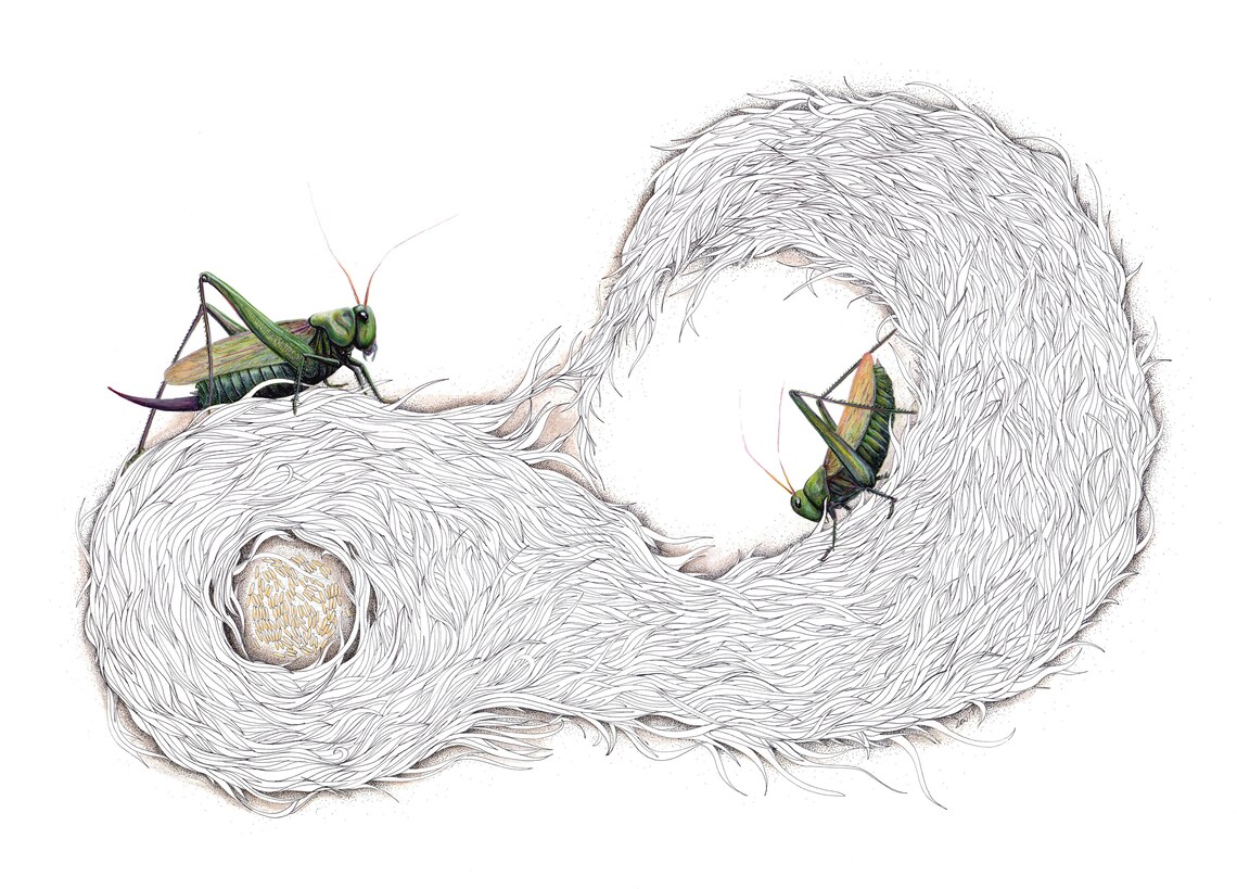 Wart-biter Cricket Insect Illustration A2 Giclée Print | Etsy