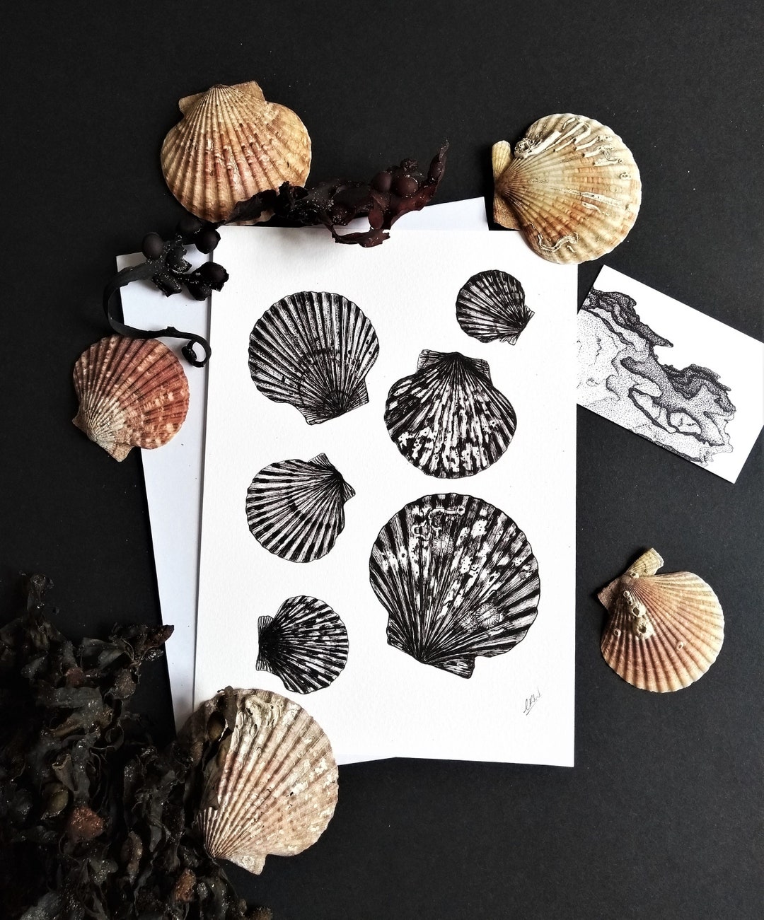 Scallop Shells - Stippling Illustration - A5 Giclée Print - Etsy