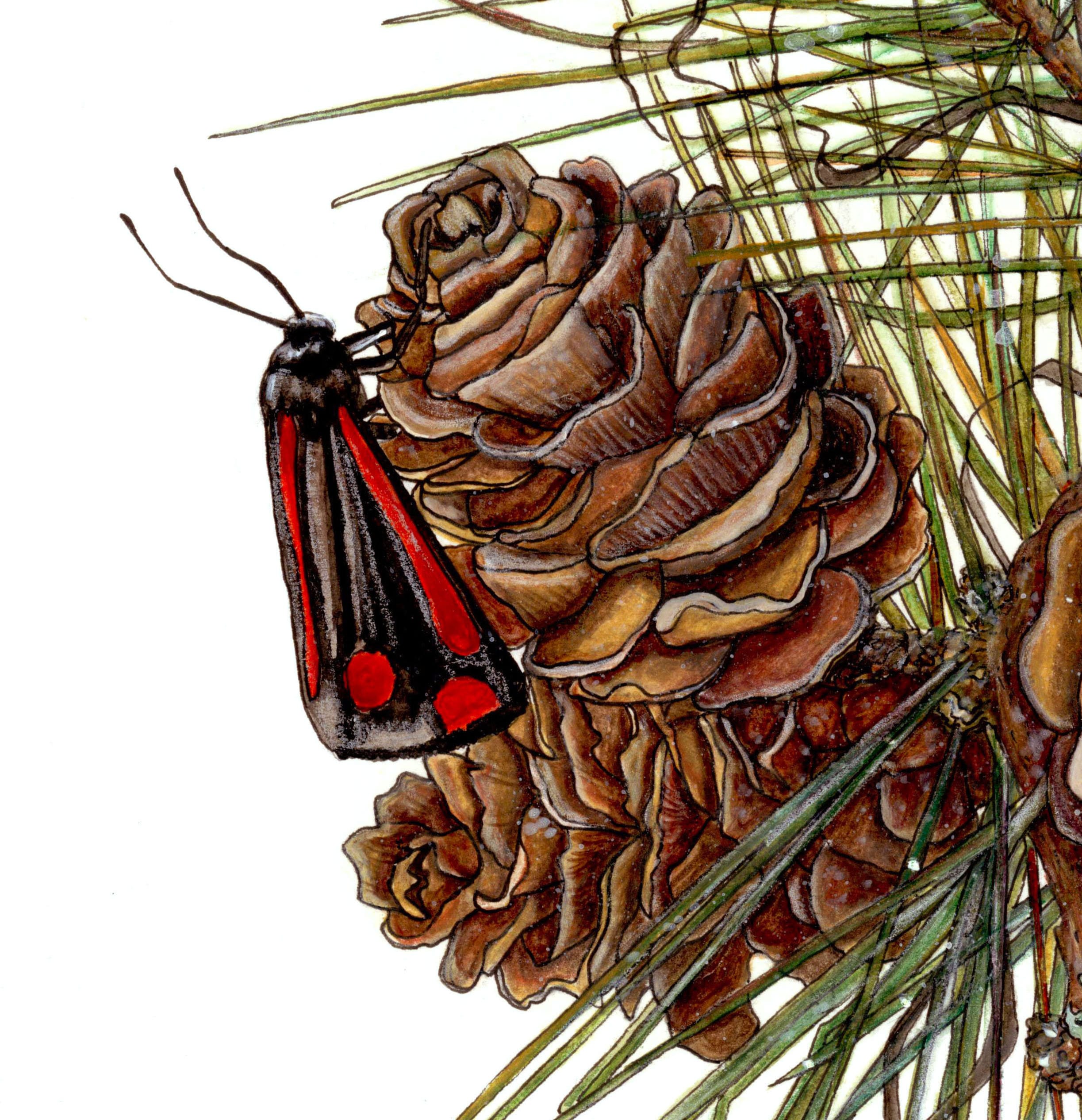 Cinnabar Moth Insect Illustration A3 Giclée Print - Etsy