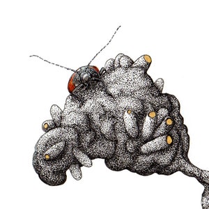 Hazel Pot Beetle - Insect Illustration - 10x10 Inches Giclée Print - Etsy