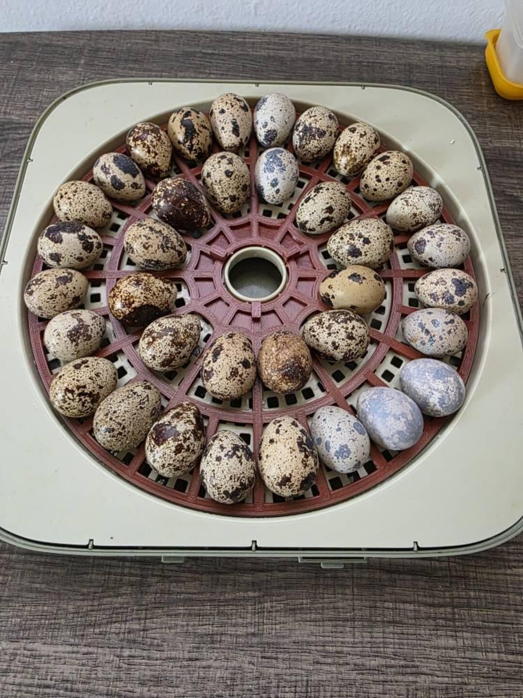 Quail Egg Turner Tray for Wonegg Incubator Holds 48 Eggs - Etsy