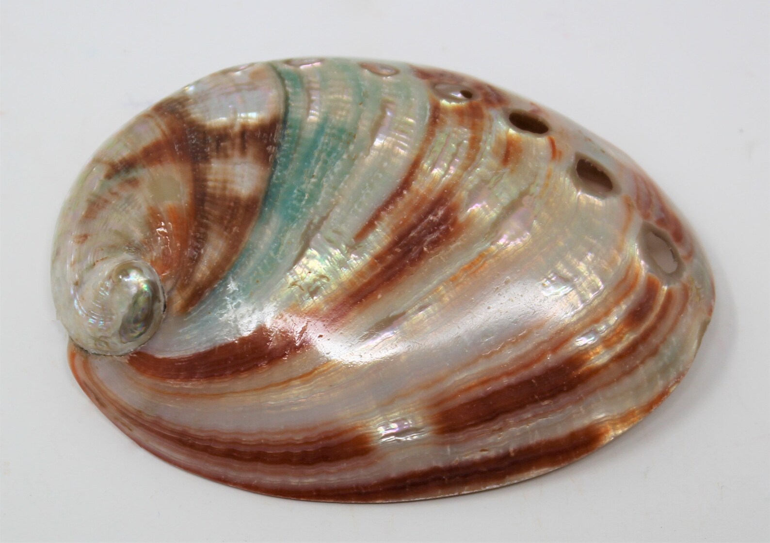 Smudge Kit: Small Abalone Shell Desert Sage Smudge Stick PLUS - Etsy