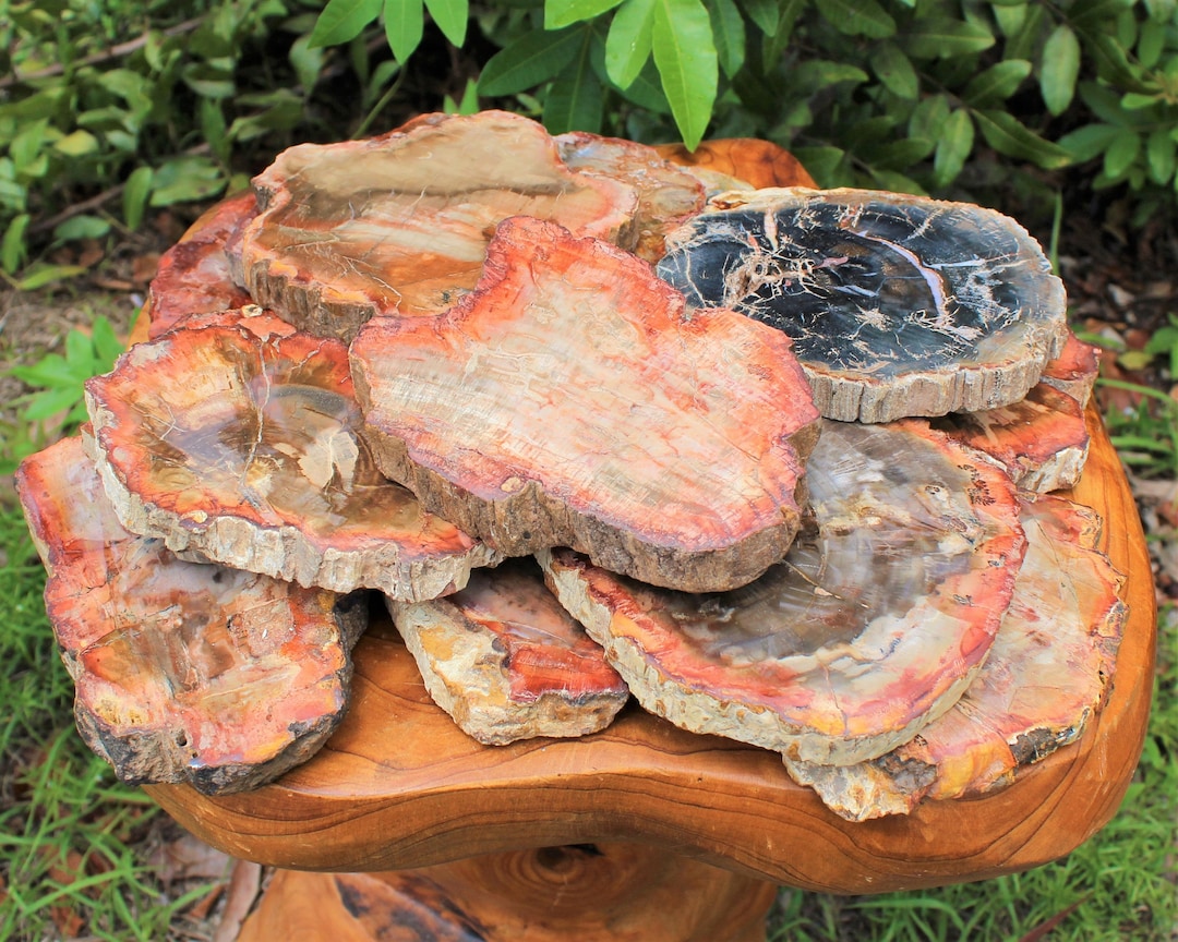 LARGE Petrified Wood Slabs - Natural Fossilized Wood Crystals - Choose ...