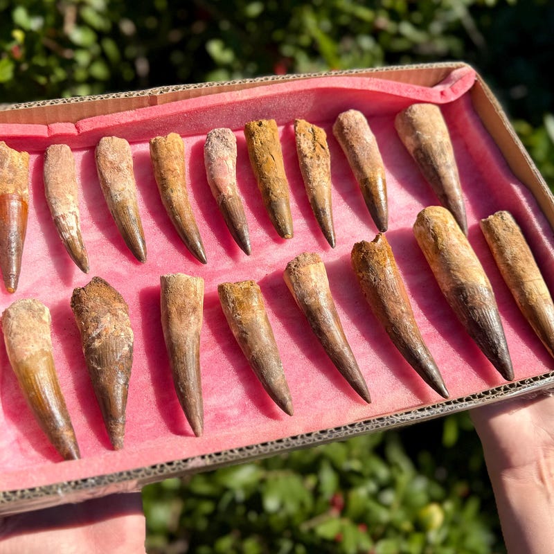 Spinosaurus Tooth - Etsy