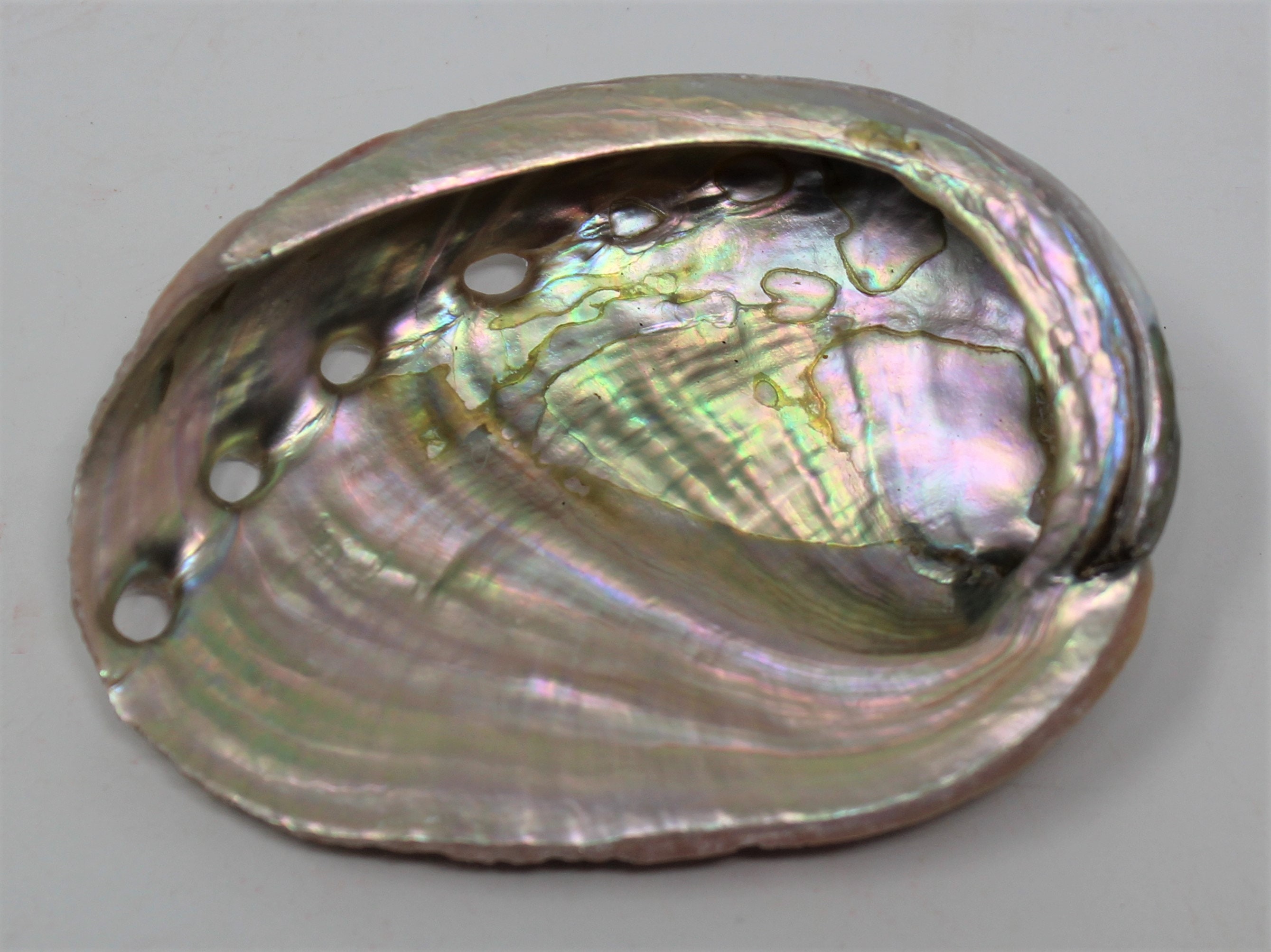 Small Abalone Sea Shell 2.5 3.5 for Smudging | Etsy