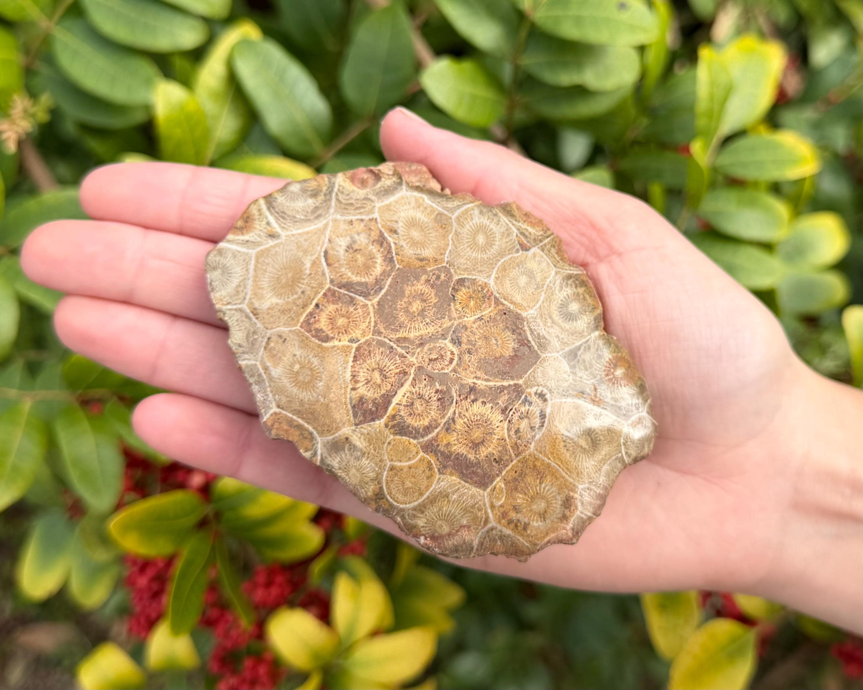 LARGE Fossilized Coral Chunks, One Side Polished Natural Fossil Coral ...