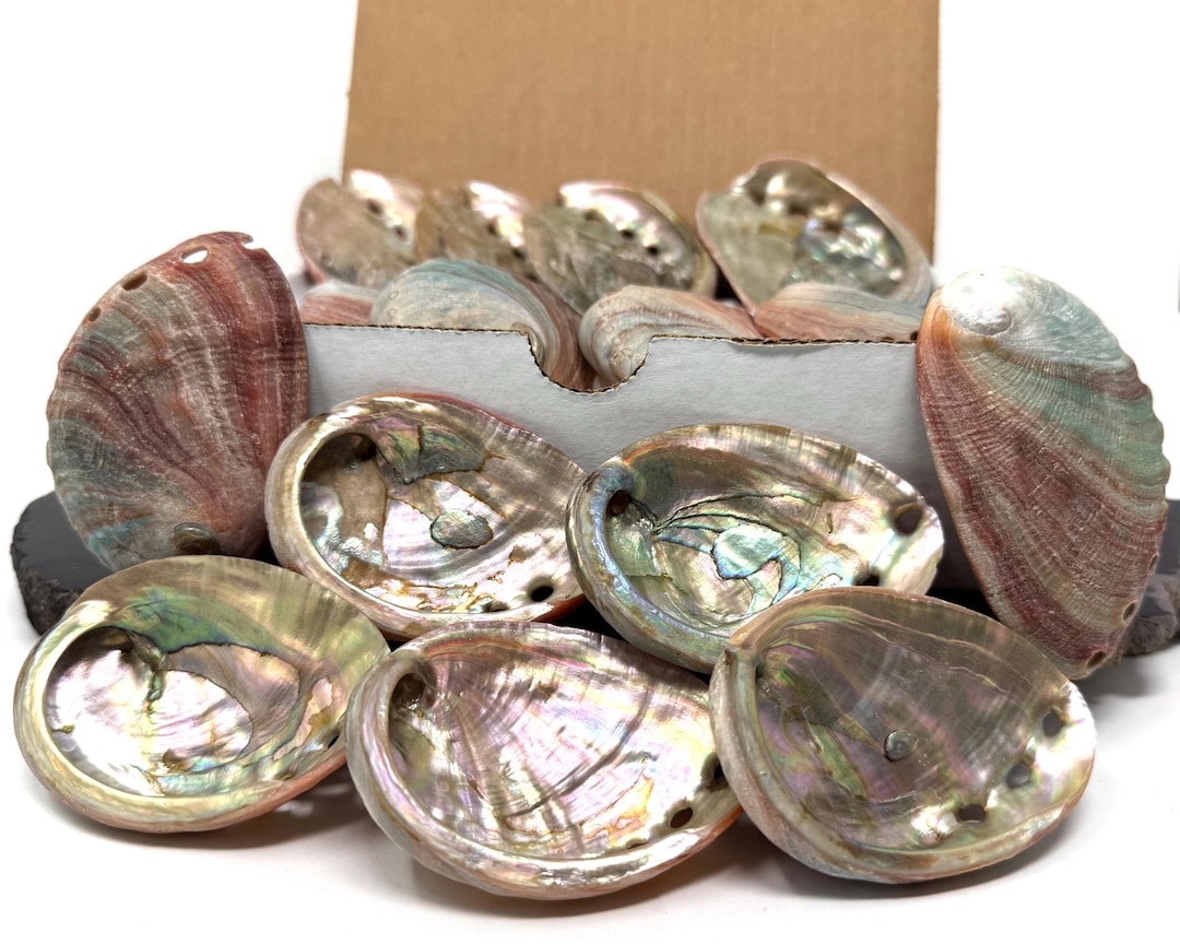 10 Pack Small Abalone Shell Gift Box - Natural Abalone Shells for ...