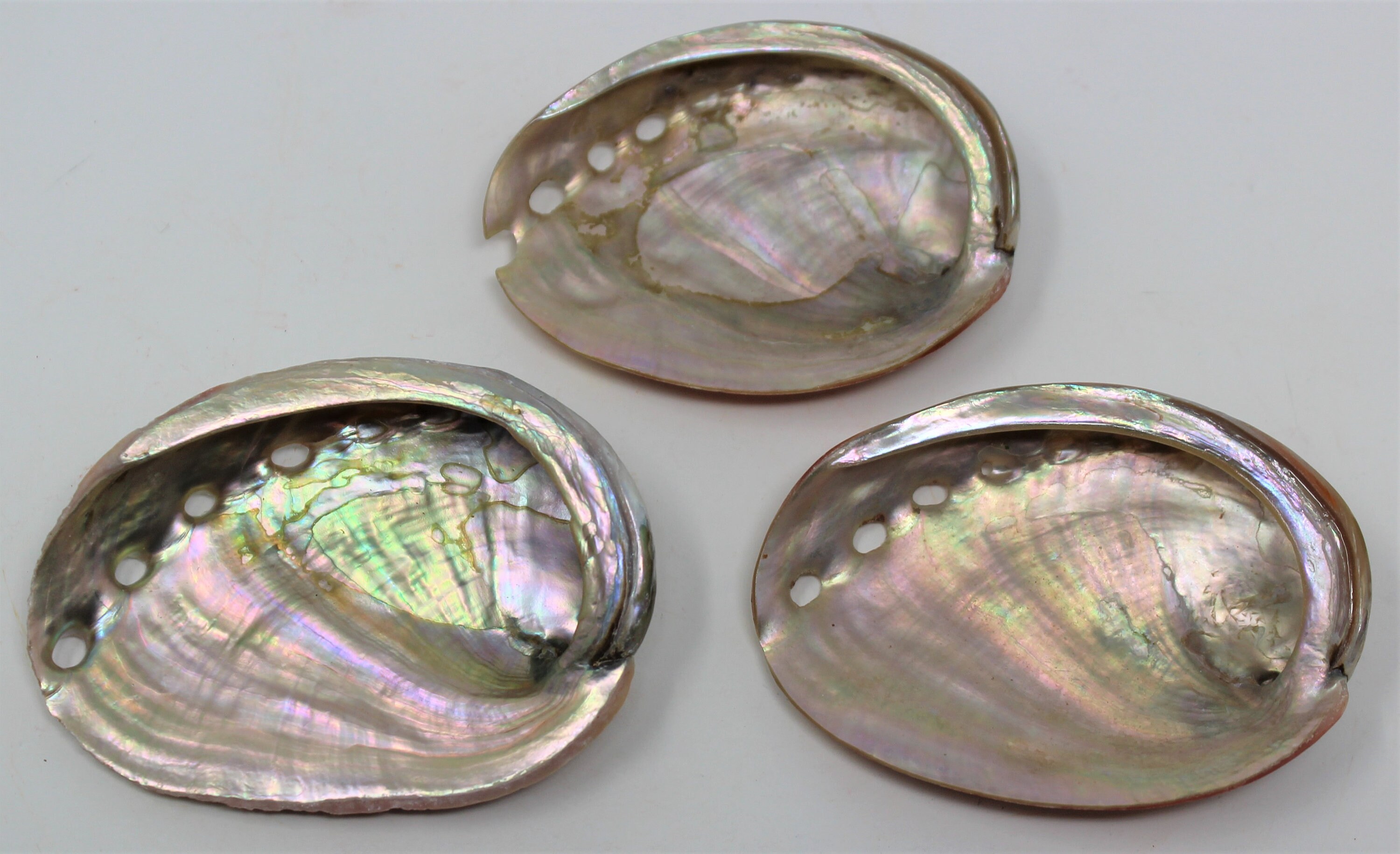 Small Abalone Sea Shell 2.5 3.5 for Smudging | Etsy