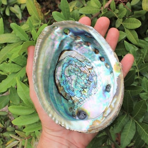 Abalone Shells: Choose Size 2 - 7" Mini & JUMBO Abalone Shells (holds ...