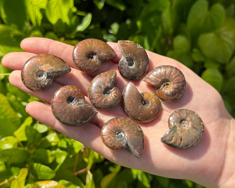 Red Iridescent Fire Ammonite Fossils, Natural Opalized Ammonites From ...