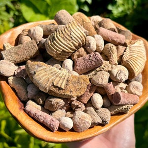 Genuine Fossil Mix - Natural Fossil Assortments Wholesale Bulk Lots ...