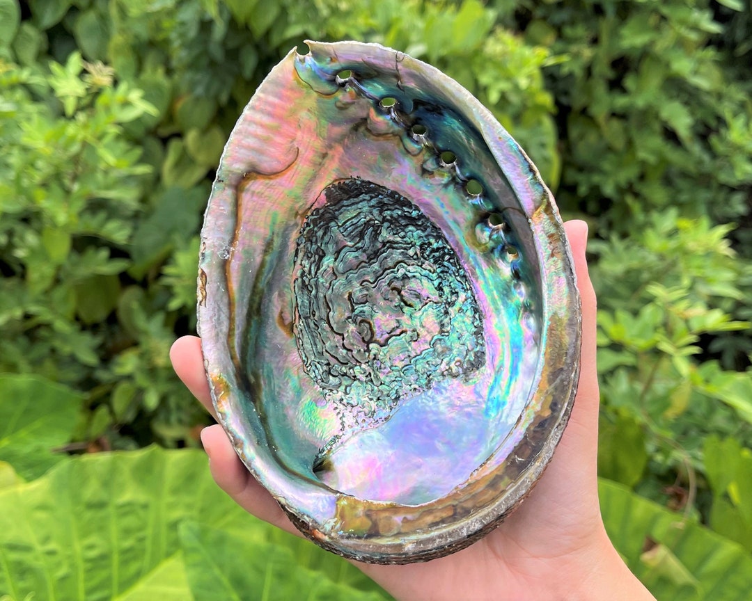 Abalone Shells: Choose Size 2 - 7" Mini & JUMBO Abalone Shells (holds ...