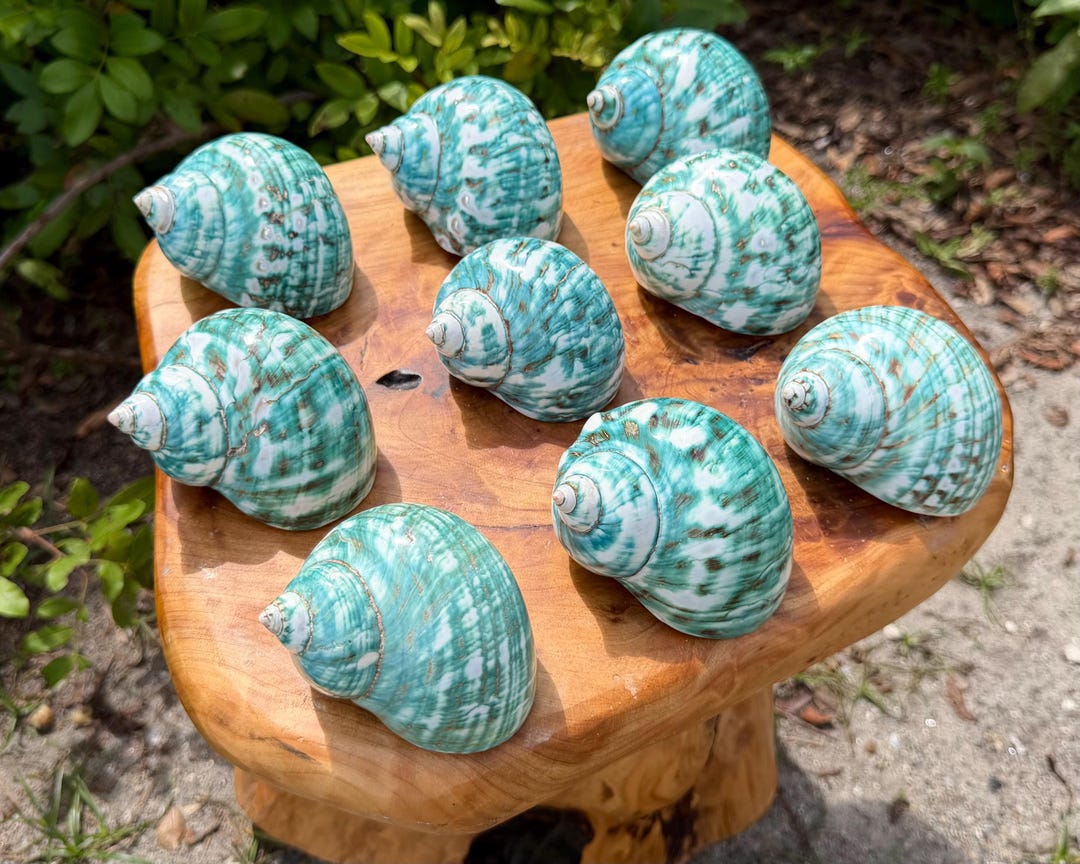 LARGE Polished Jade Turbo Shell, 2-3